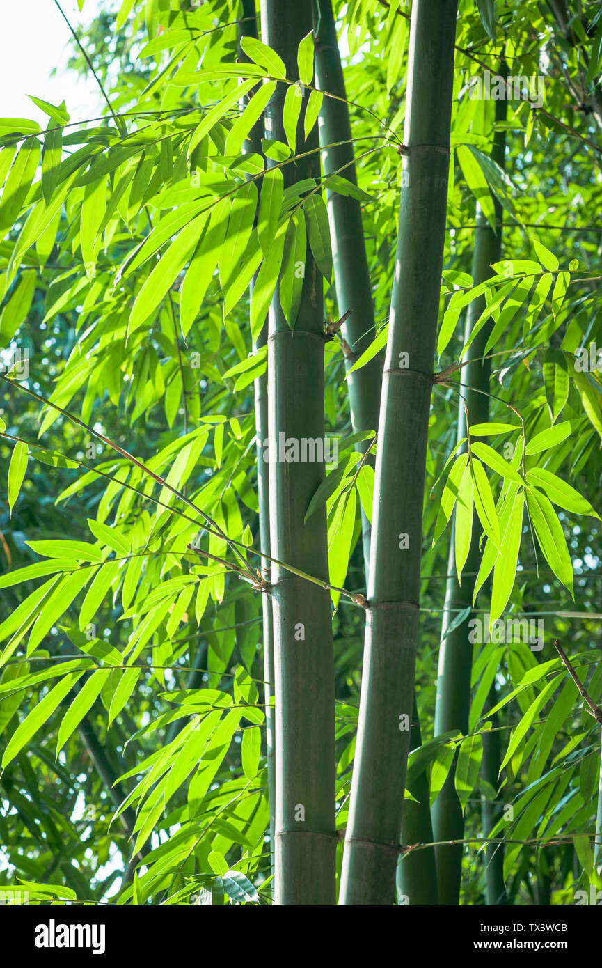 Feuilles de bambou Banque de photographies et d’images à haute ...