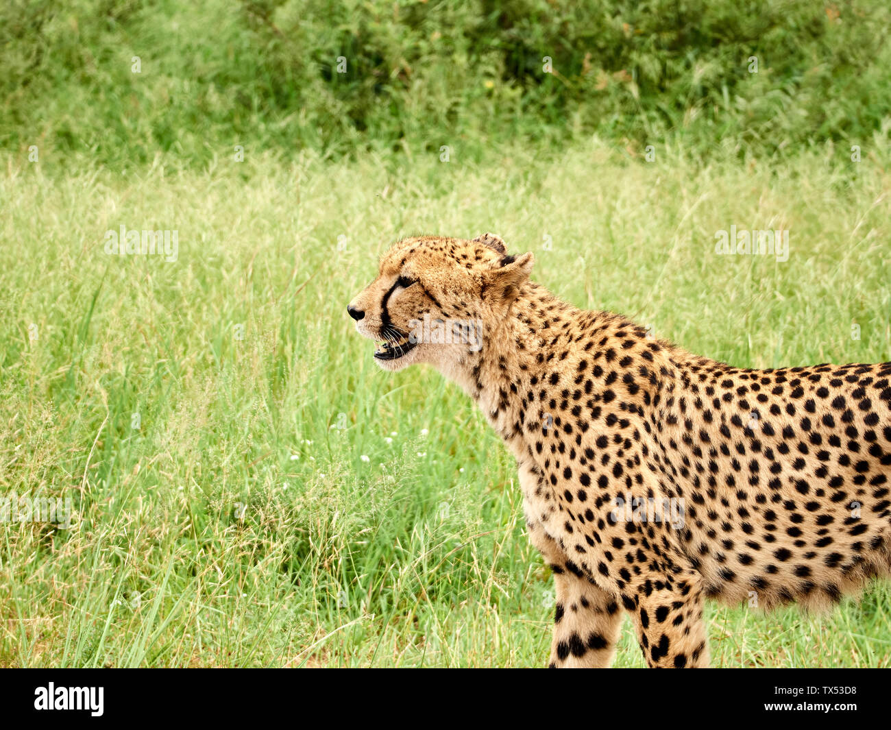 Dans la savane Banque de photographies et d’images à haute résolution ...
