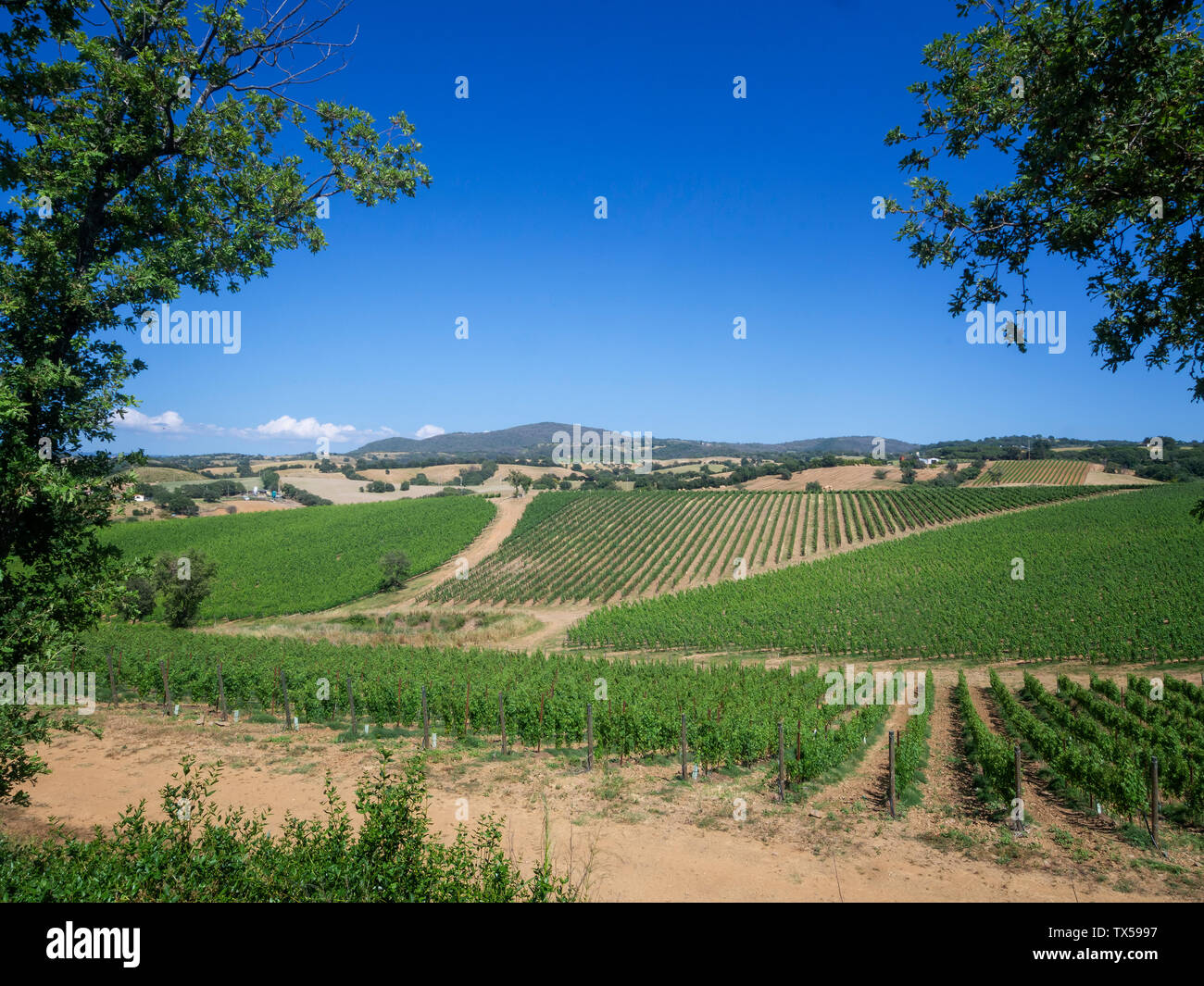 Paysage de vigne Banque de photographies et d’images à haute résolution ...