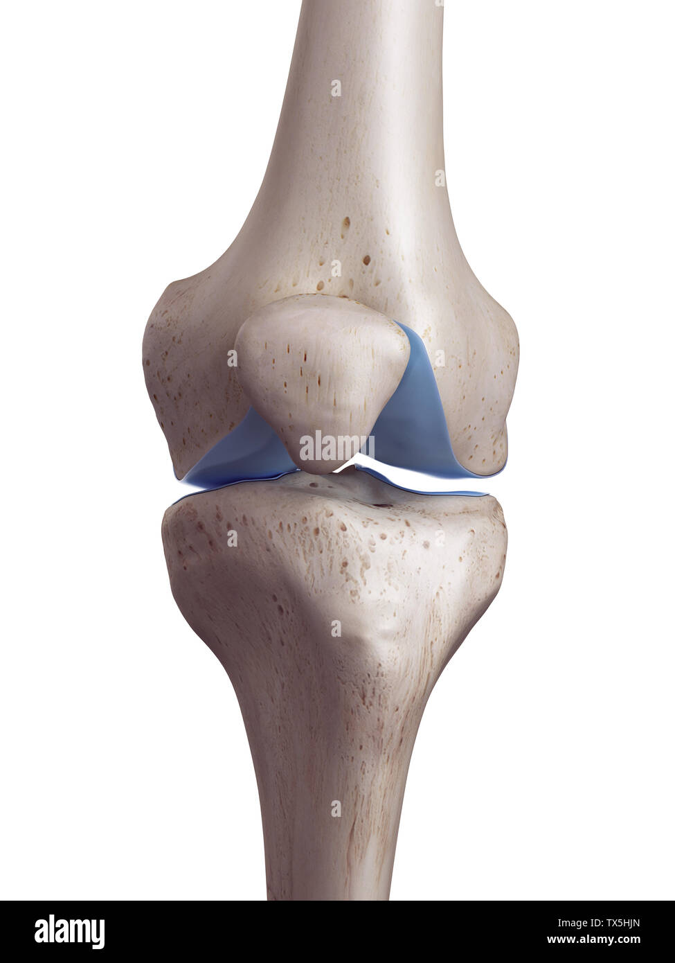 Cartilage du genou Banque de photographies et d’images à haute ...
