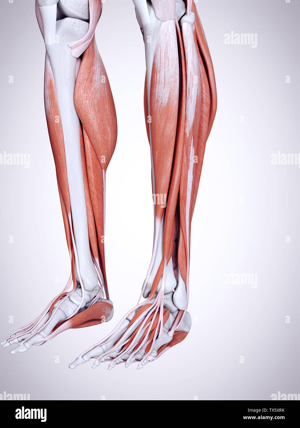 Muscles de la jambe et du pied humains Banque de photographies et d ...
