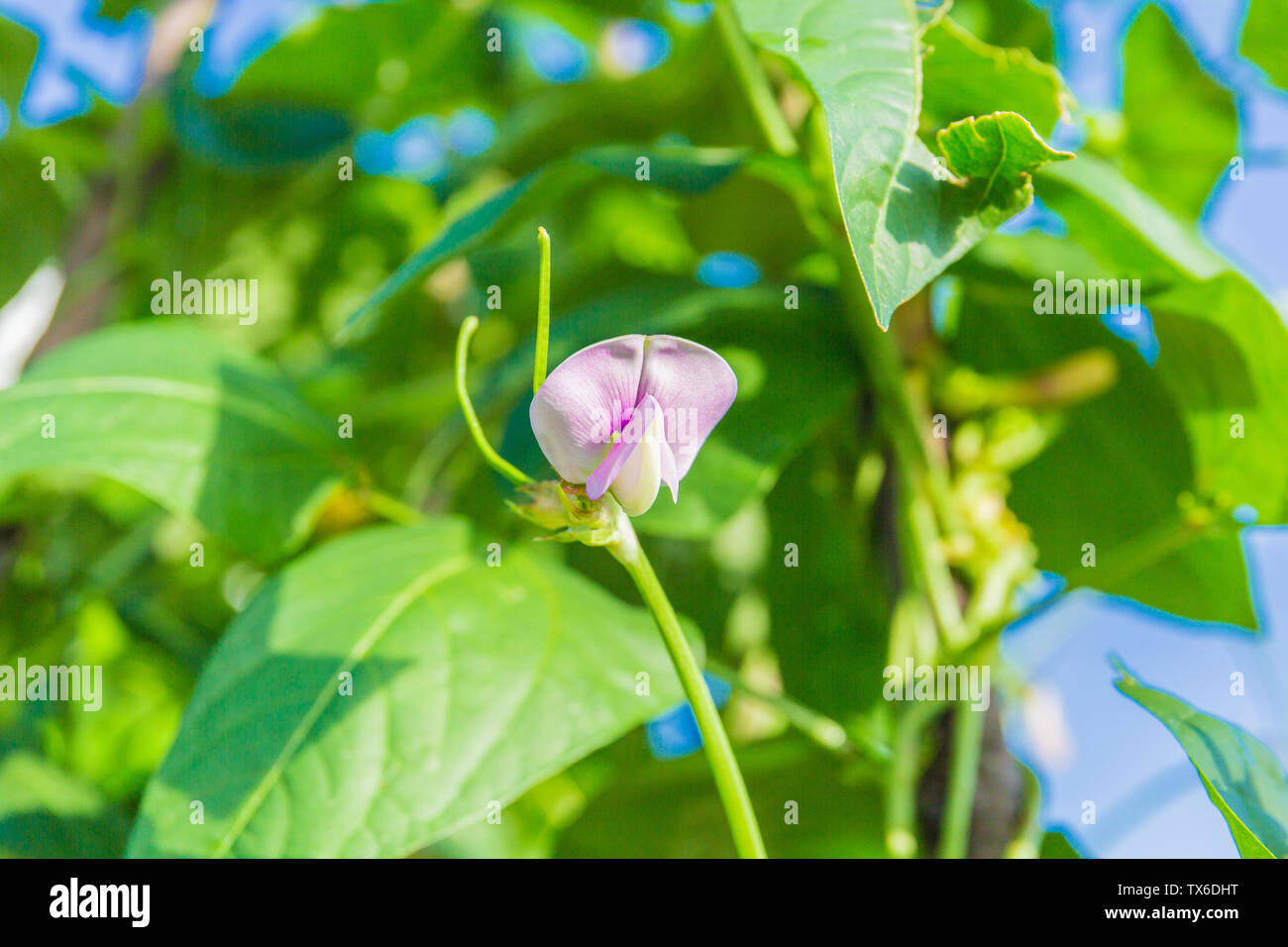 Fleurs de haricot rose Banque de photographies et d’images à haute ...