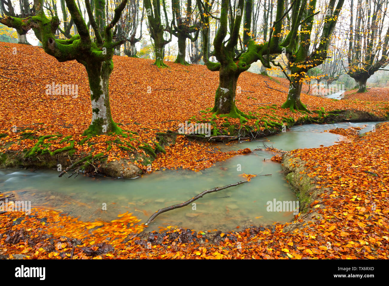Le hêtre ou hêtre commun Forêt, Parc Naturel de Gorbeia, Pays Basque ...