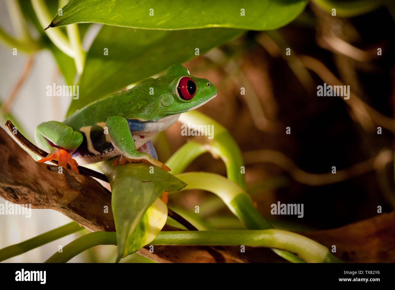 Grenouilles aux yeux rouges Banque de photographies et d’images à haute ...