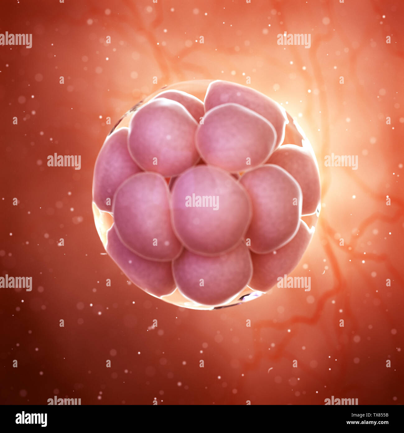 Pregnancy morula embryo Banque de photographies et d’images à haute ...