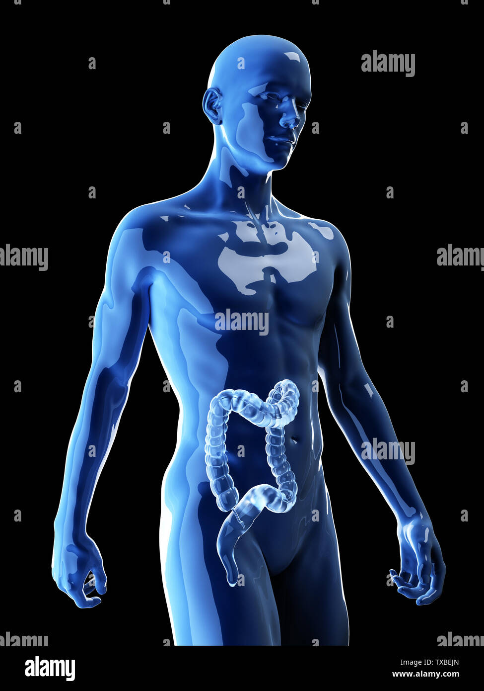 Colon humain Banque d'image et photos - Alamy