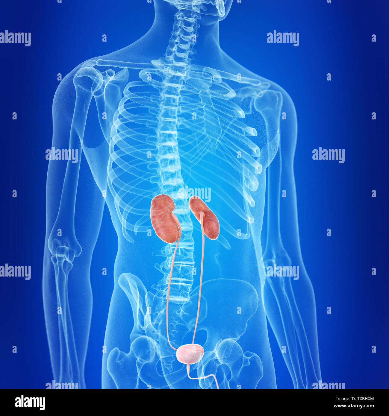 Anatomie Du Système Urinaire Banque d'image et photos - Page 2 - Alamy