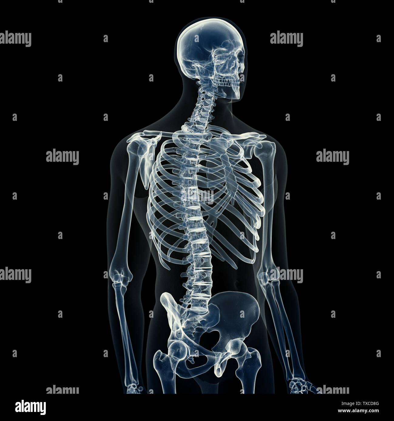 Squelette Masculin Banque d'image et photos - Alamy