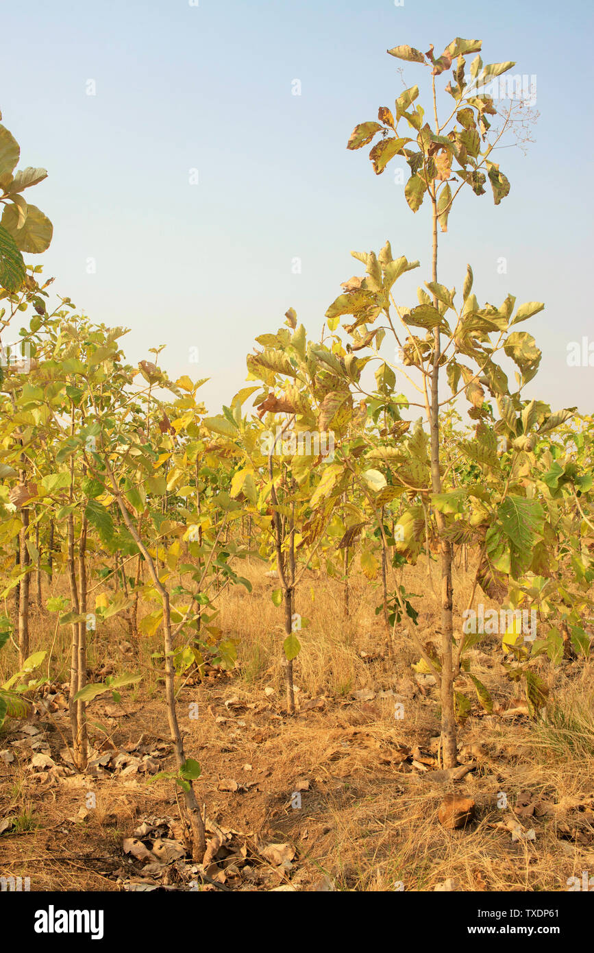 Arbre de teck à l'Agroalimentaire, Pune, Maharashtra, Inde, Asie Photo ...