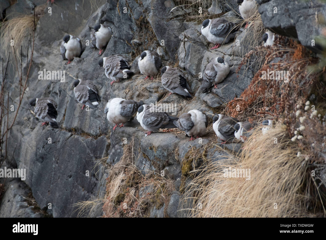 Pigeons assis sur des rochers Banque de photographies et d’images à ...