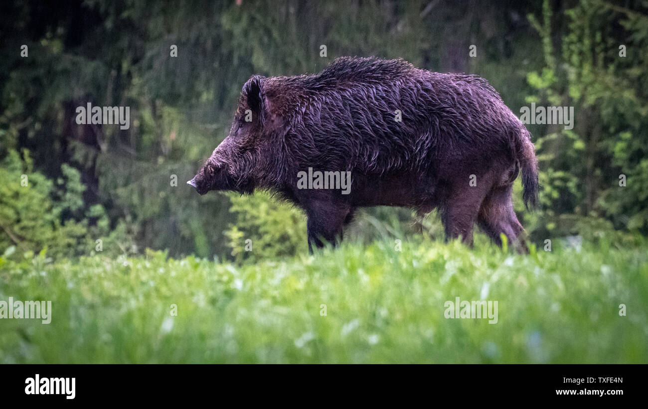 Groin Cochon Banque d'image et photos - Alamy
