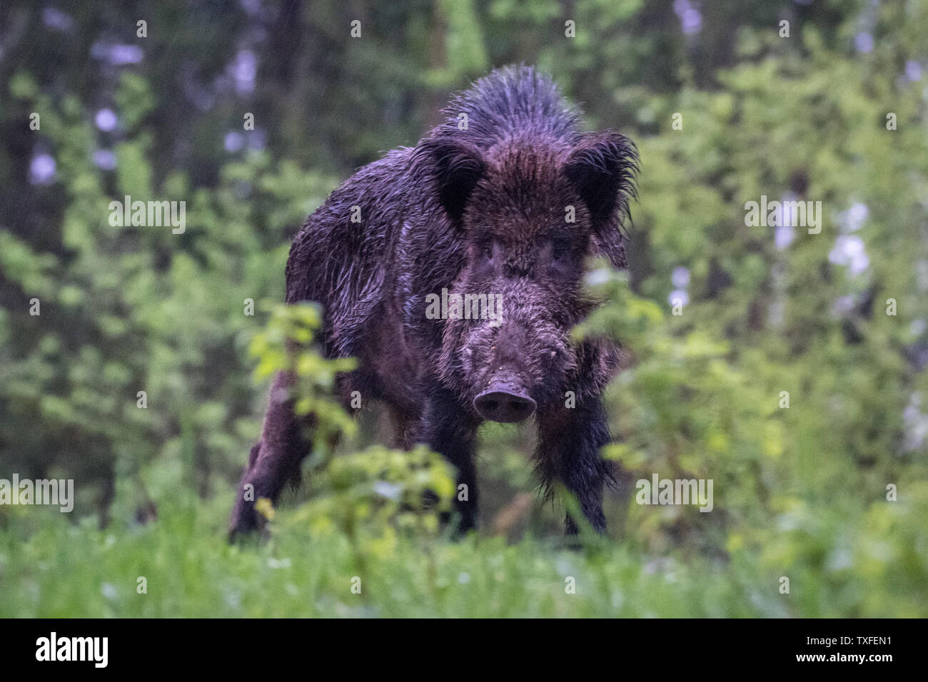 Groin Cochon Banque d'image et photos - Alamy
