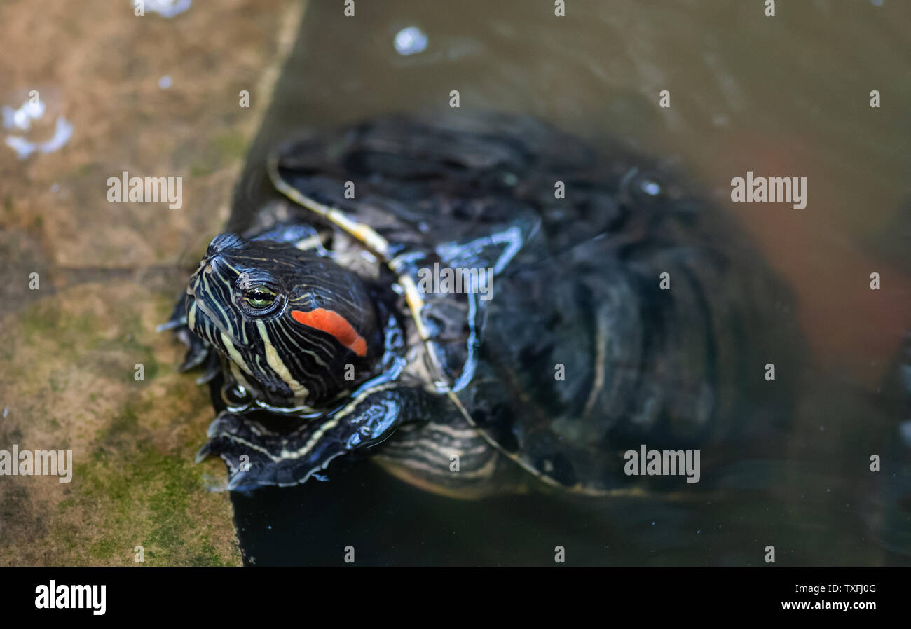 Les Tortues Trachemys scripta ou étang avec curseur tortue à oreilles ...