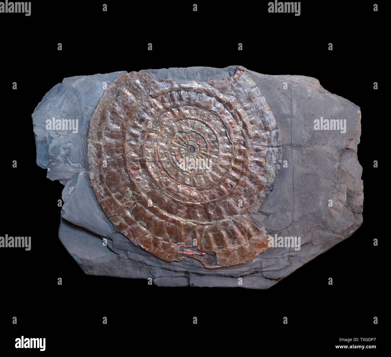 Bas jurassique Banque de photographies et d’images à haute résolution ...