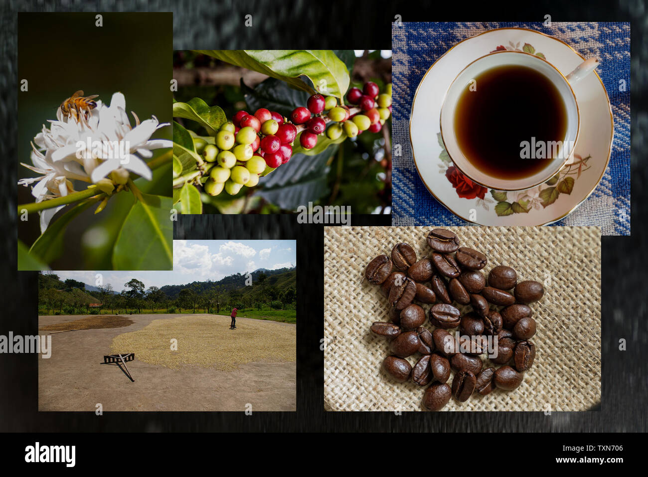 Coffee collage Banque de photographies et d’images à haute résolution ...