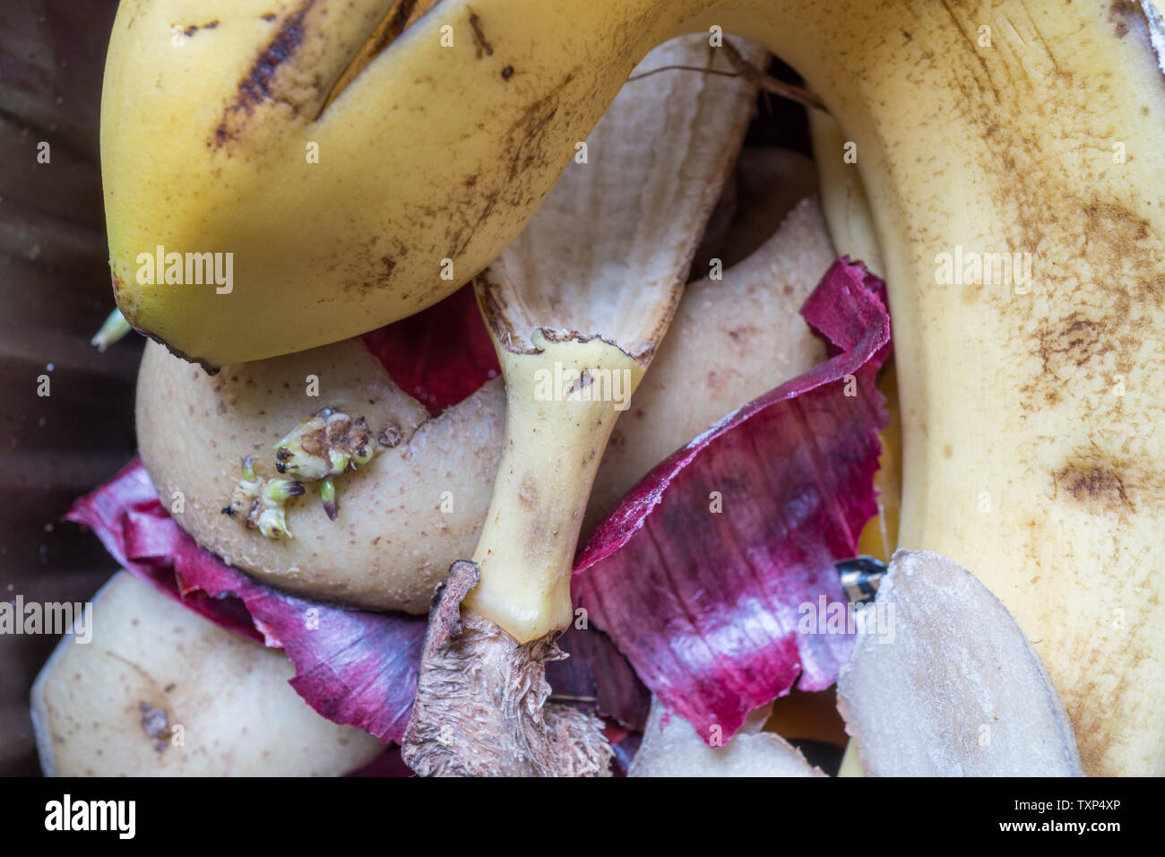 L'épluchage des fruits et légumes dans un récipient prêt à être mis en ...