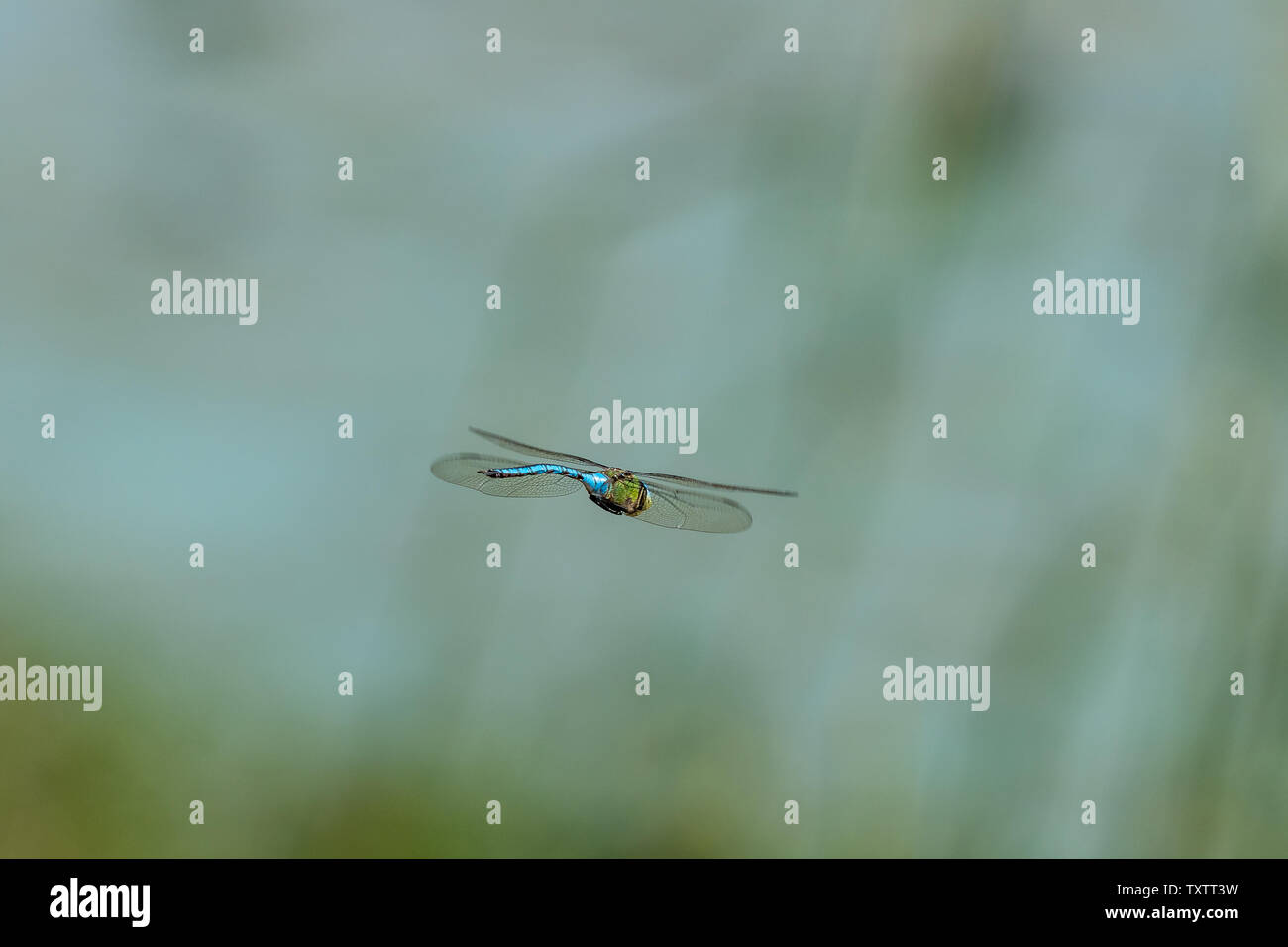 Libellule empereur bleu Banque de photographies et d’images à haute résolution - Alamy