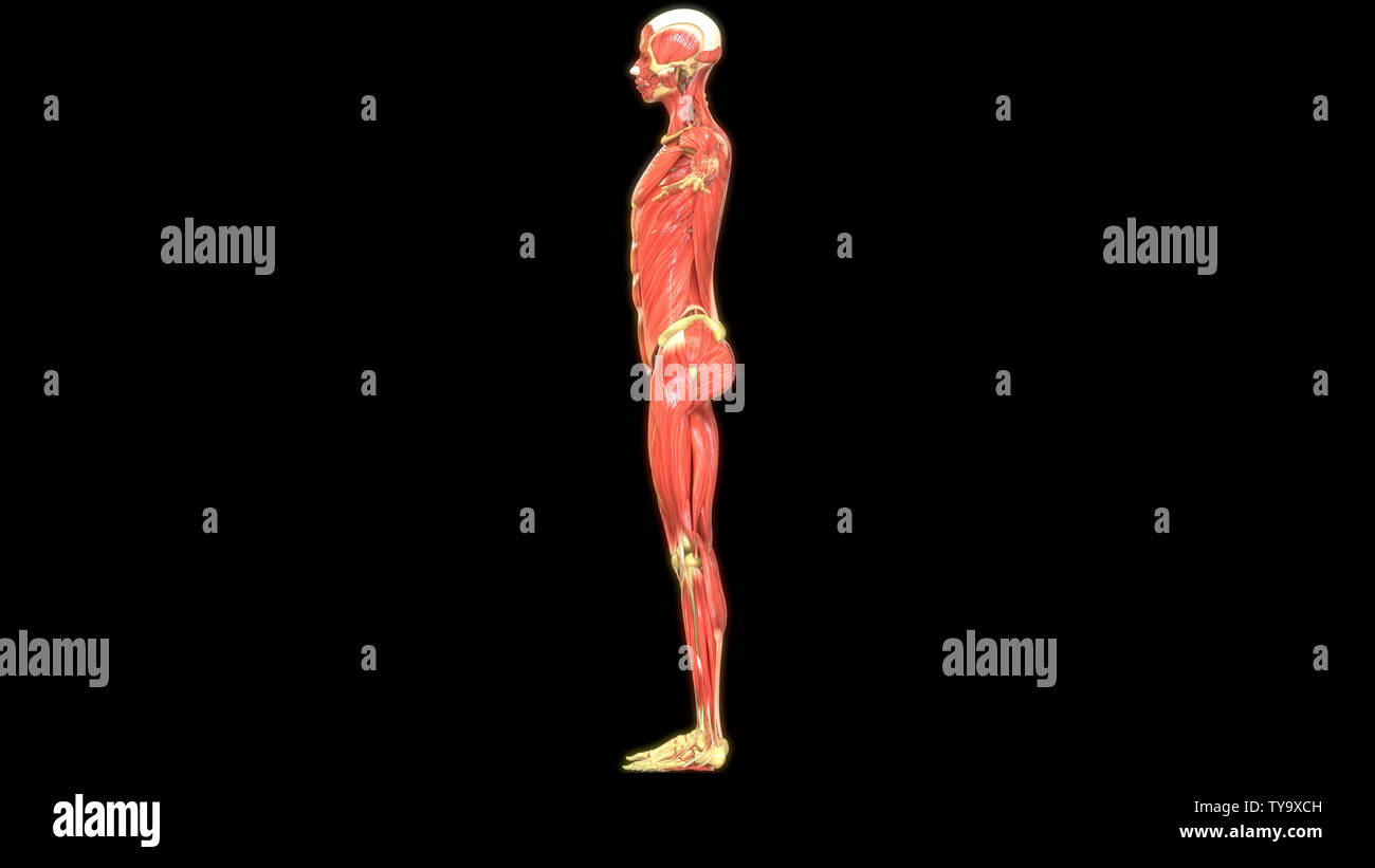 Anatomie des muscles du corps humain Photo Stock - Alamy