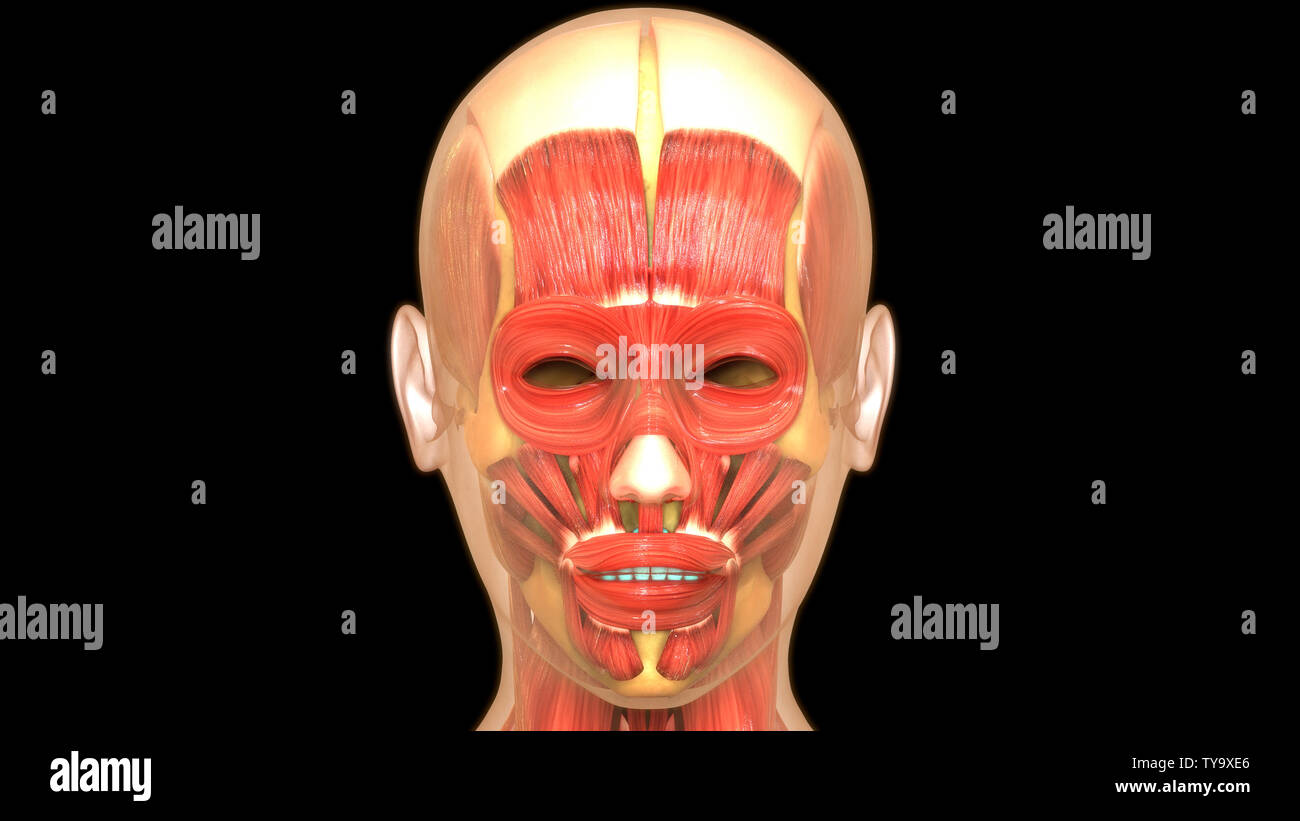 Anatomie des muscles du corps humain Photo Stock - Alamy