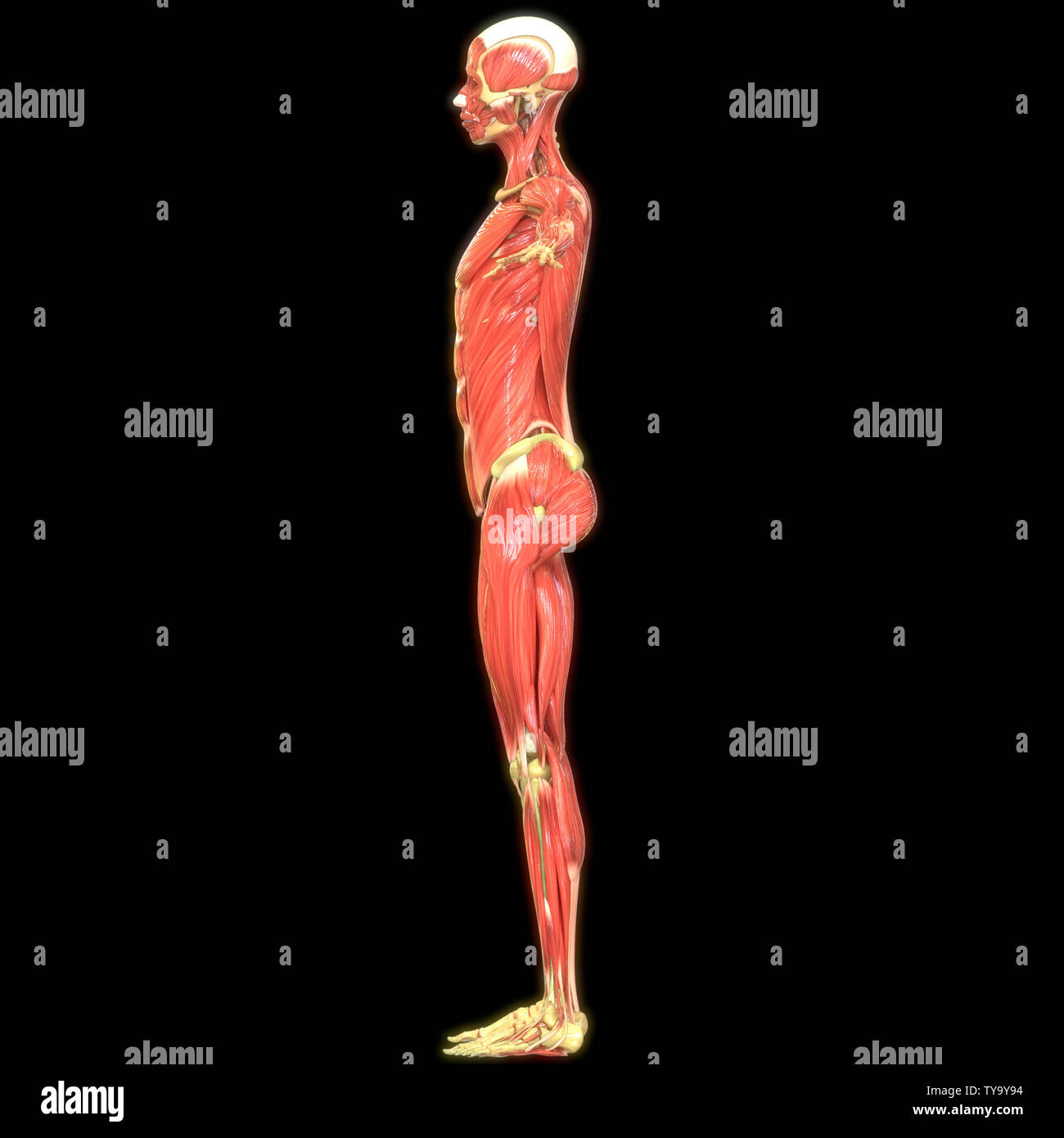 Anatomie des muscles du corps humain Photo Stock - Alamy
