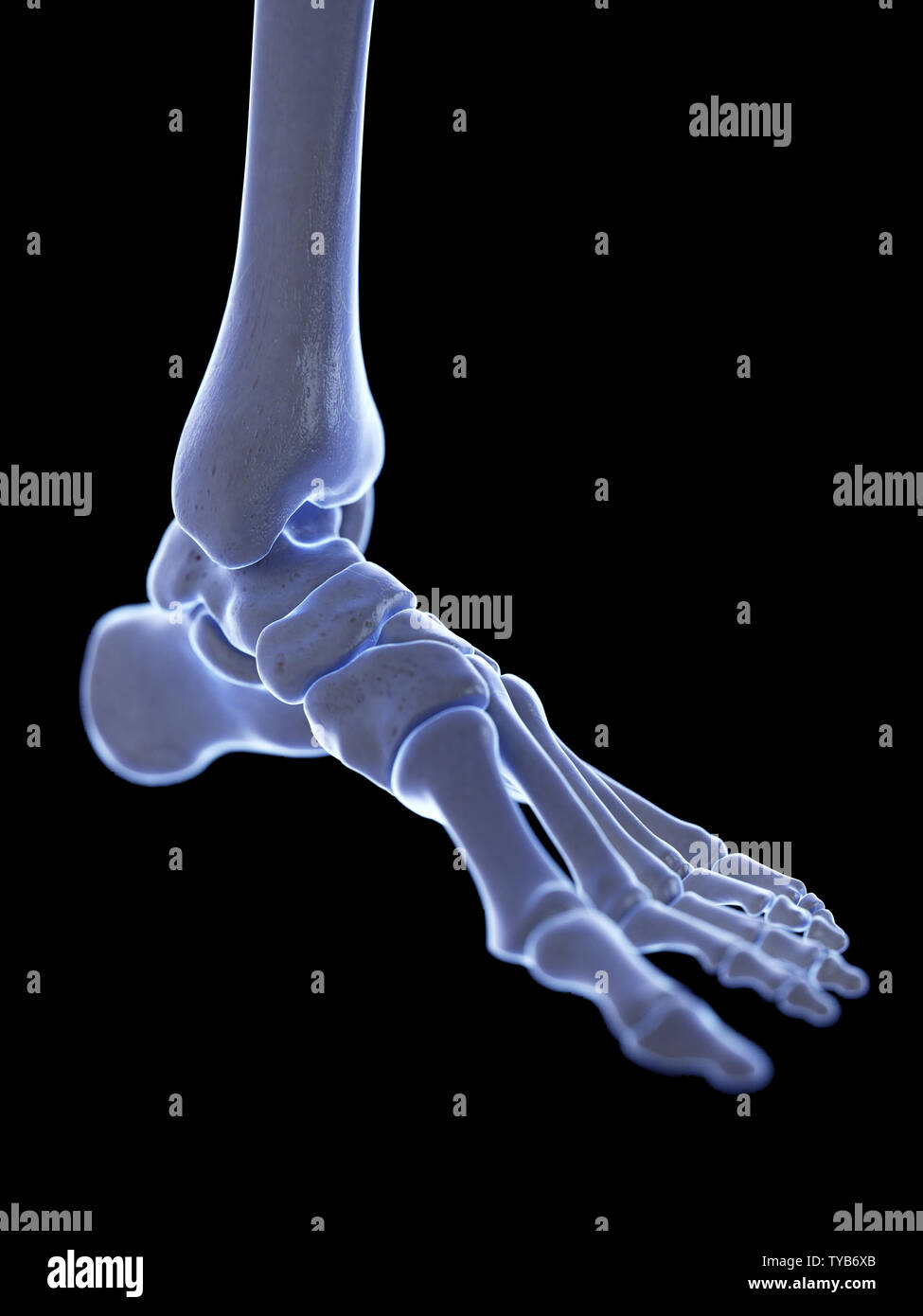 Articulation de la cheville Banque de photographies et d’images à haute ...