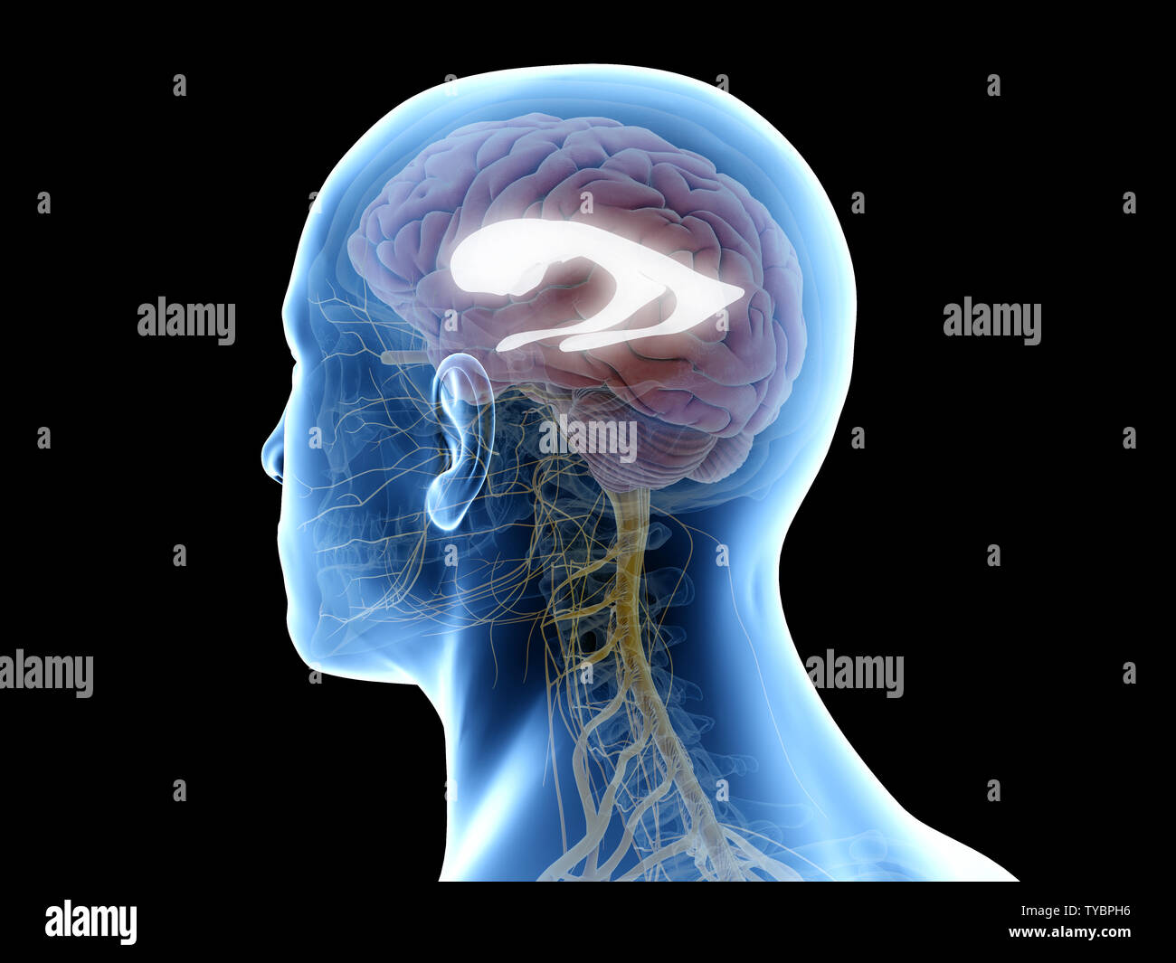 Lateral ventricle Banque de photographies et d’images à haute ...