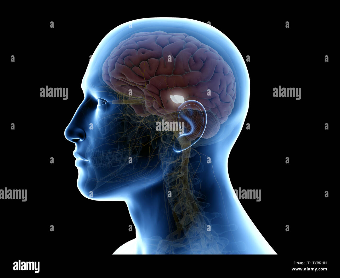 The substantia nigra Banque de photographies et d’images à haute ...