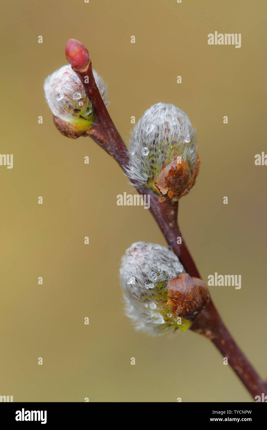 Salix spec Banque de photographies et d’images à haute résolution - Alamy