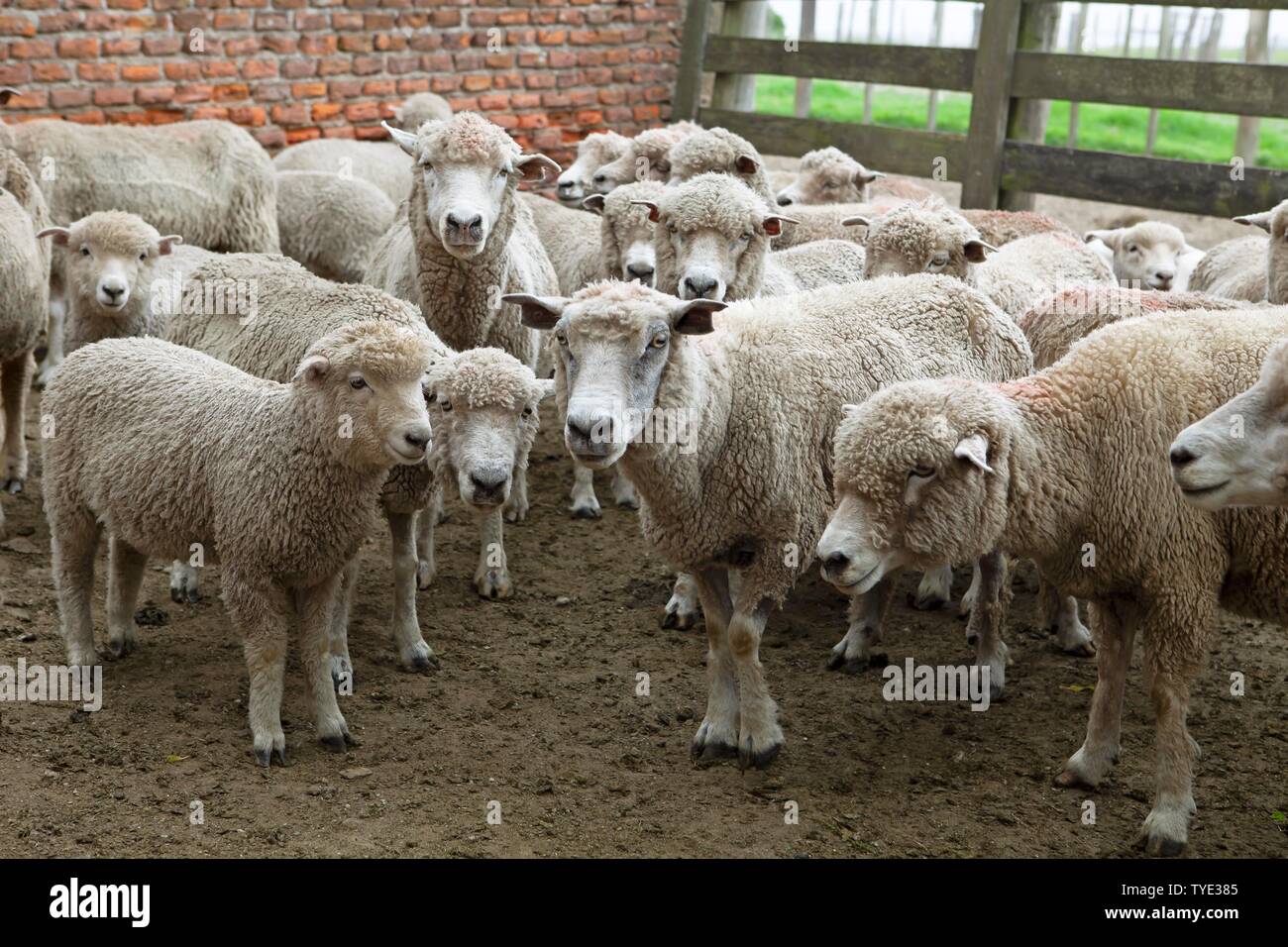 Le mouton domestique (Ovis gmelini bélier) en attente dans la porte de ...