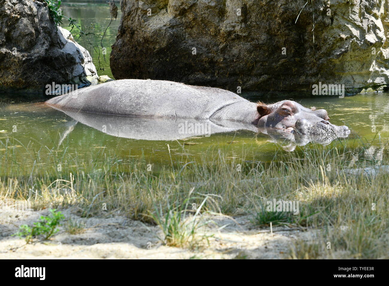 Zoo de vienne schonbrunn Banque de photographies et d’images à haute ...
