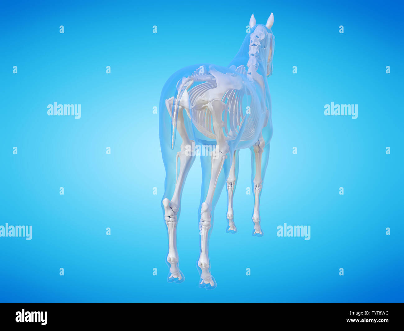 Anatomie squelette cheval Banque de photographies et d’images à haute ...
