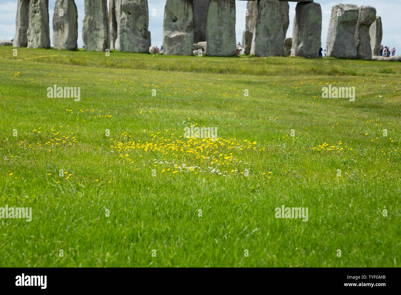Colonie de fleurs sauvages fleurs ; buttercup / daisy / marguerites ...