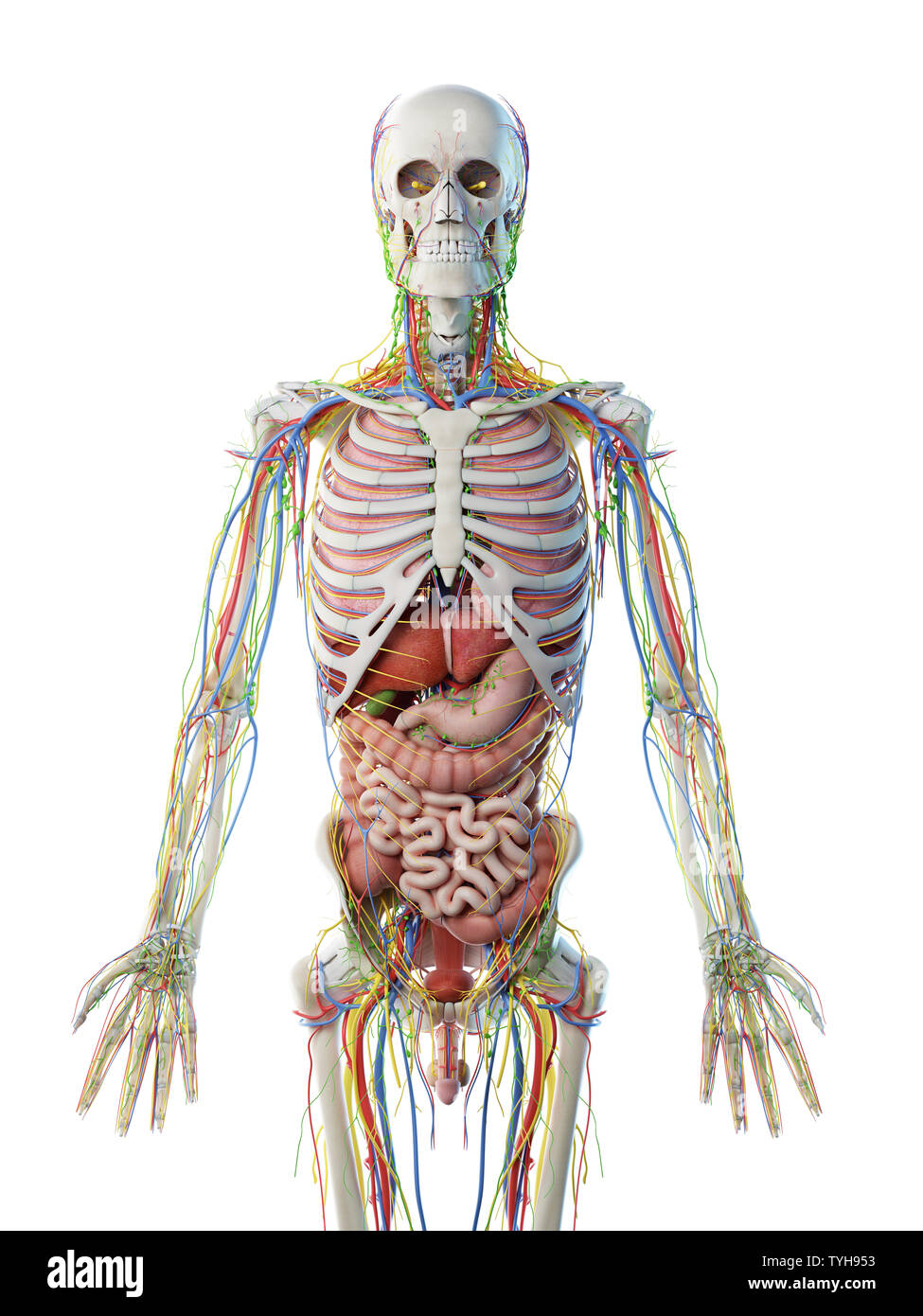 Anatomie haut du corps Banque de photographies et d’images à haute ...