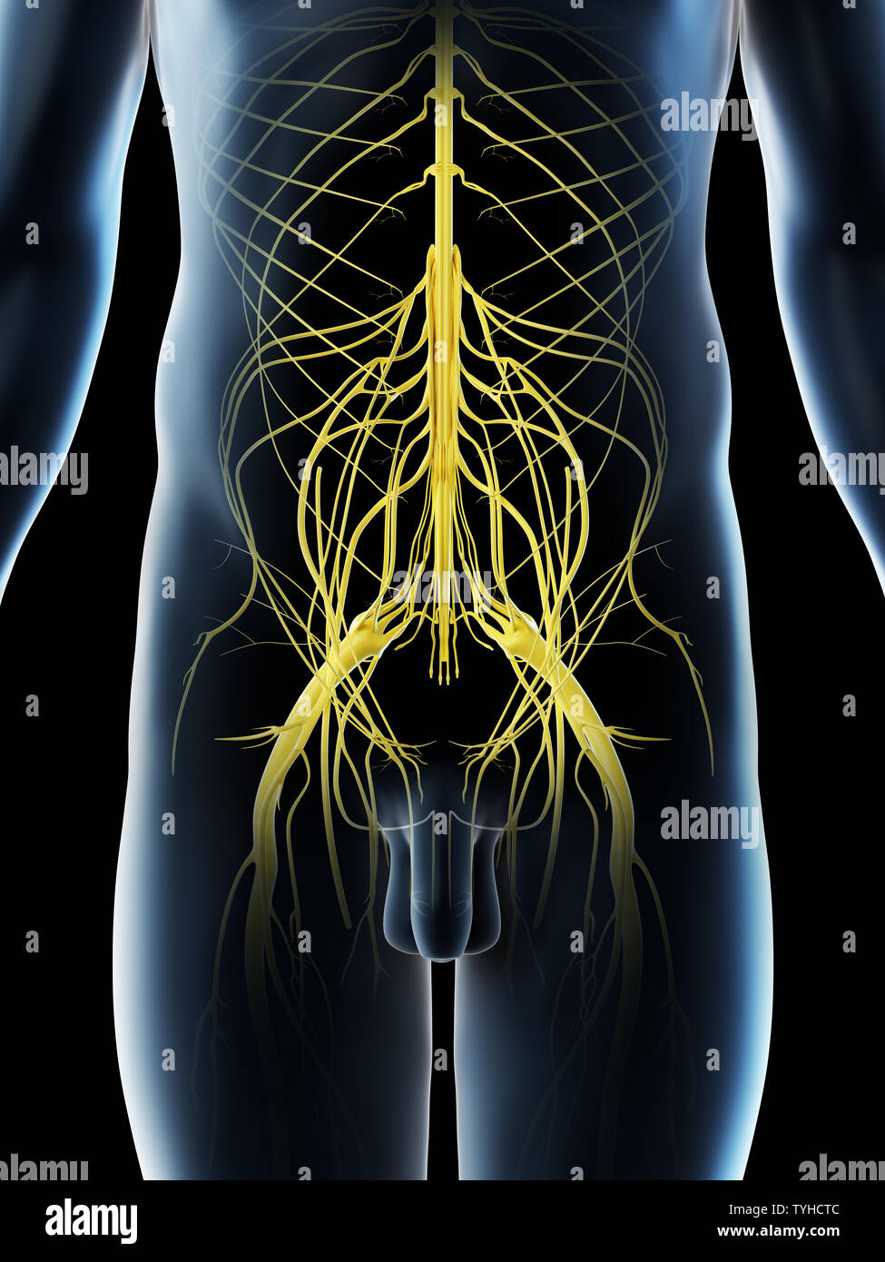 Nerfs du bassin masculin Banque de photographies et d’images à haute ...