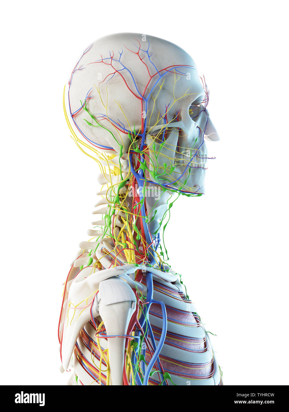 Male anatomy internal organs with head Banque de photographies et d ...