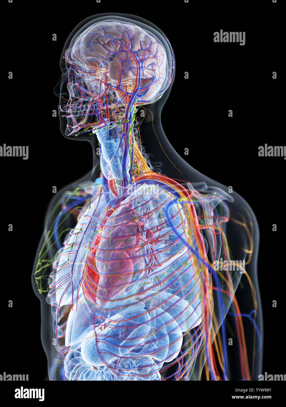 Anatomie humain Banque de photographies et d’images à haute résolution ...
