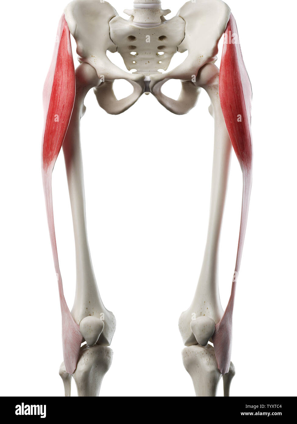 Fascia Lata Banque d'image et photos - Alamy