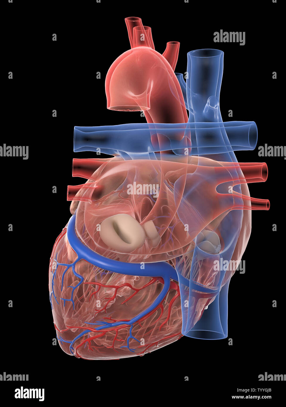 Anatomie du coeur humain Banque de photographies et d’images à haute ...
