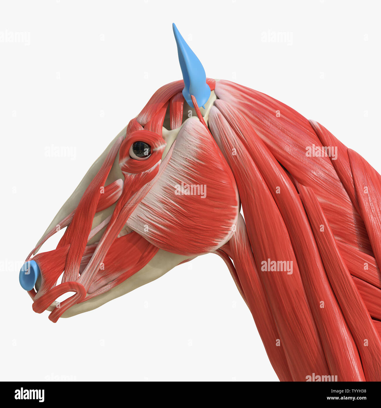 Muscles cheval tête anatomy Banque de photographies et d’images à haute ...