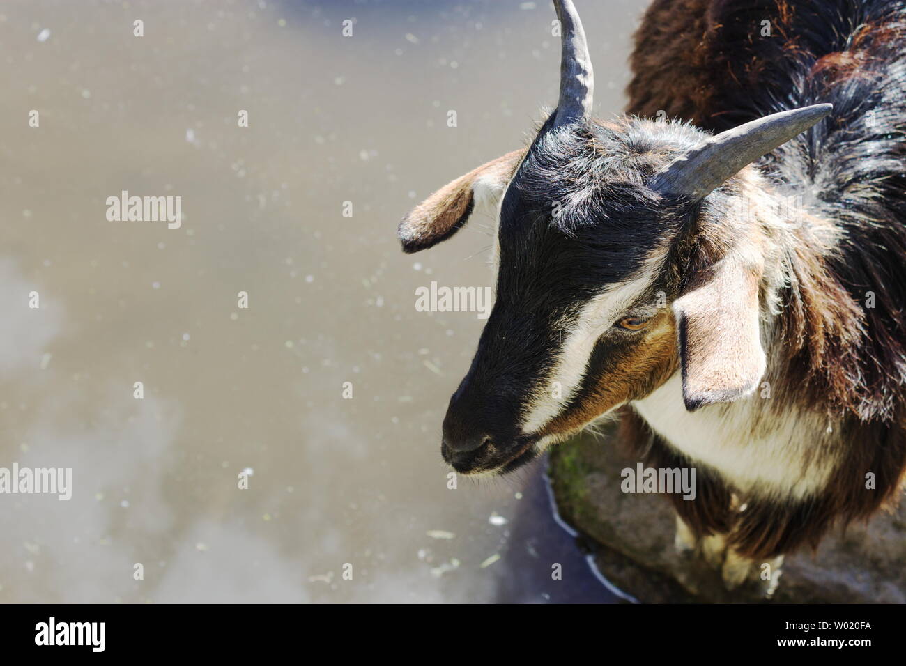 Goat breed Banque de photographies et d’images à haute résolution - Alamy