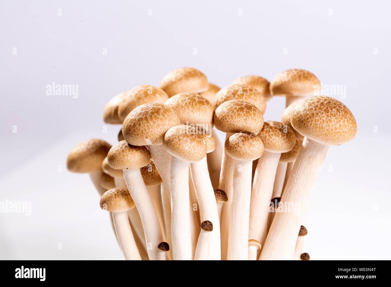 Champignons au crabe Banque de photographies et d’images à haute ...