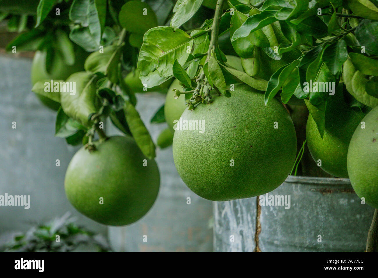 Fruits est jambura Banque de photographies et d’images à haute ...