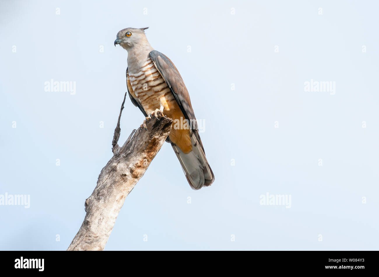 Australian raptor Banque de photographies et d’images à haute ...
