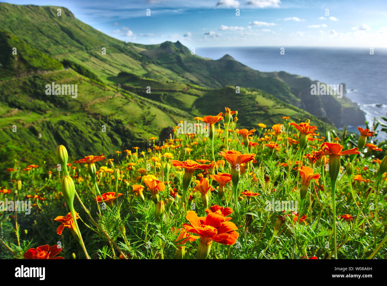 Azores flowers Banque de photographies et d’images à haute résolution ...