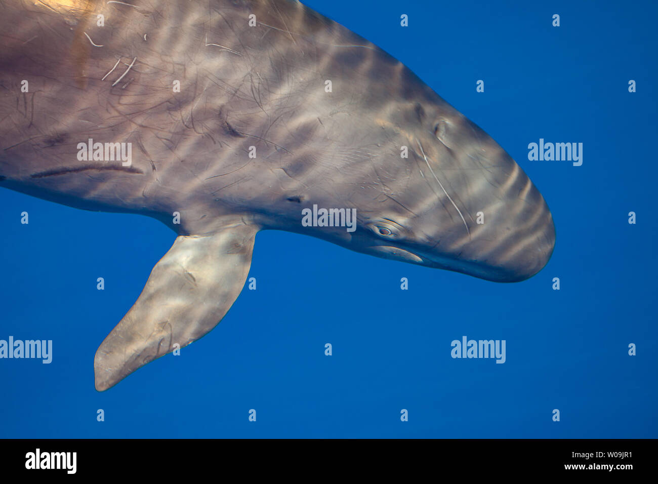 False killer whale pseudorca crassidens Banque de photographies et d ...