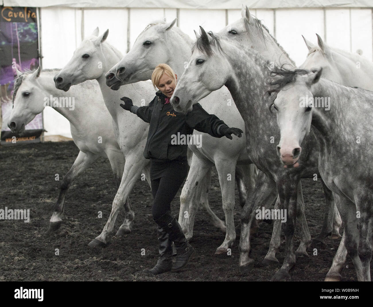 Cavalia horse Banque de photographies et d’images à haute résolution ...