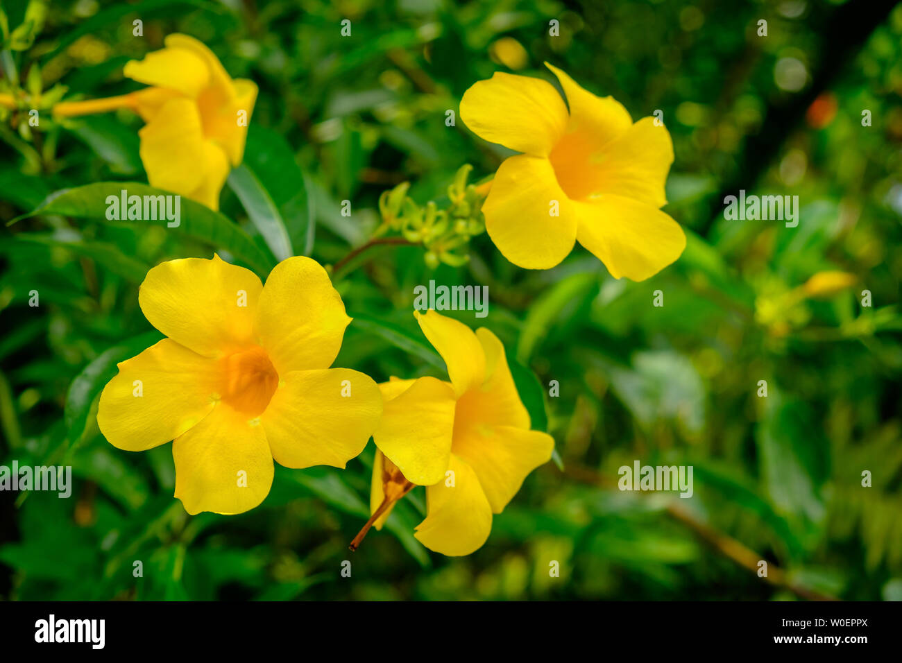 Fleur de clochette Banque de photographies et d’images à haute ...
