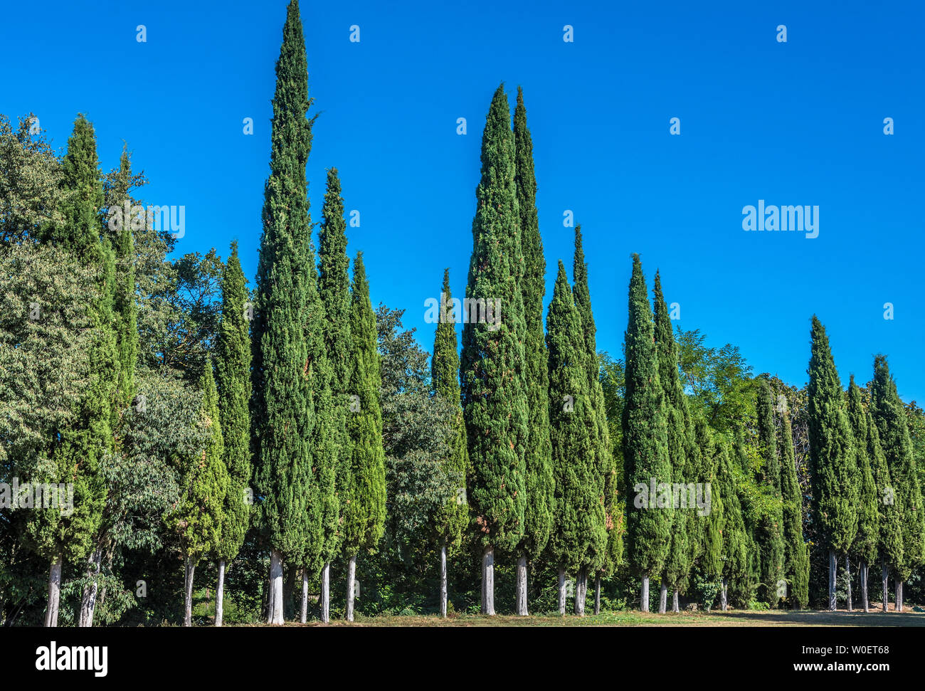 Provence cypress tree Banque de photographies et d’images à haute ...