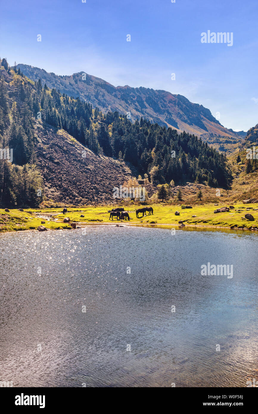 Merens horses Banque de photographies et d’images à haute résolution ...
