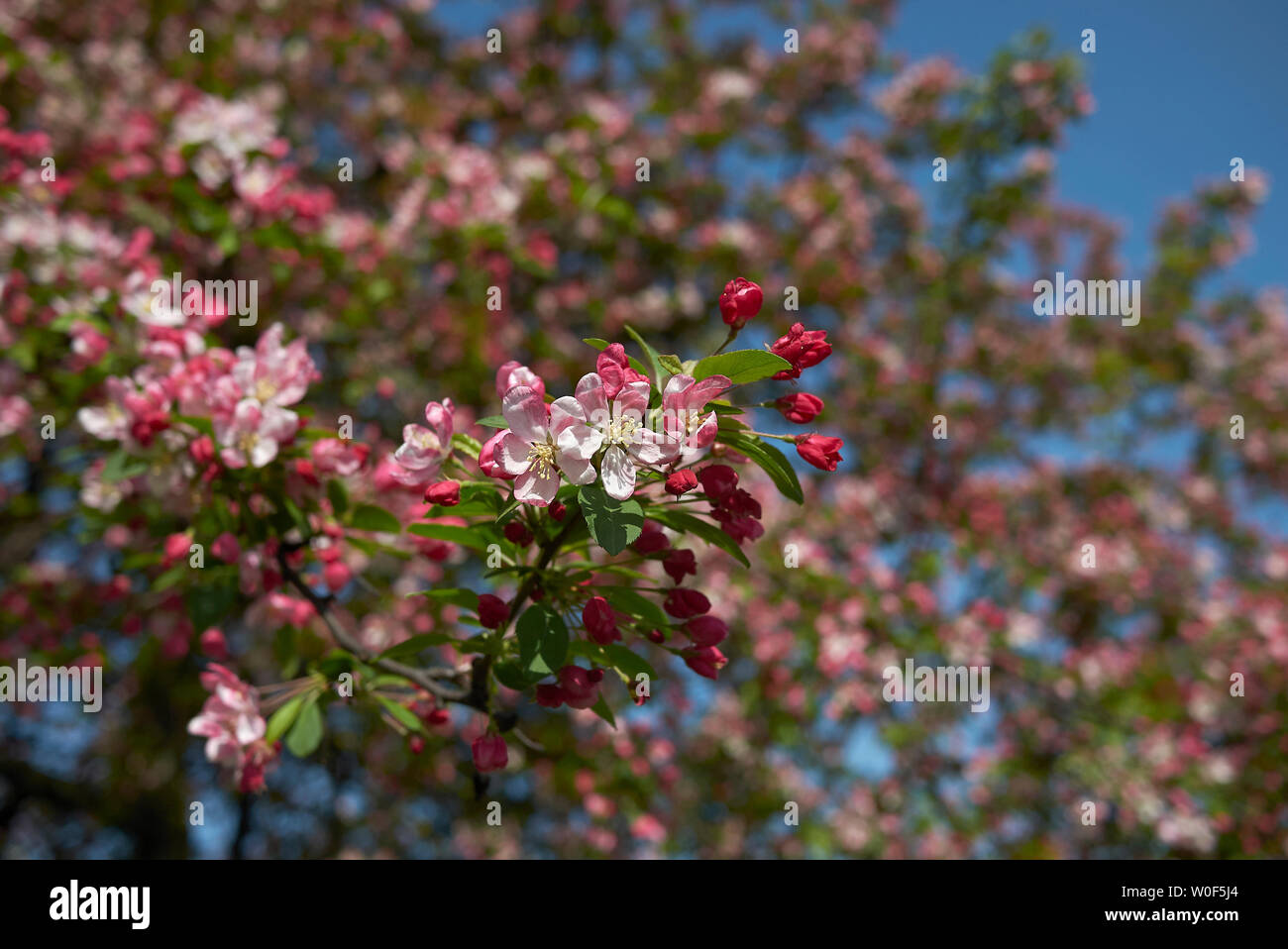 Fleur de malus floribunda Banque de photographies et d’images à haute ...